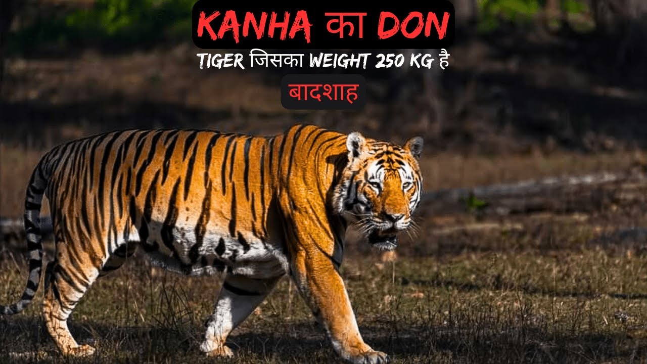 Kanha का Don | Tiger जिसका Weight 250kg है | बादशाह | Tiger Attack | # ...