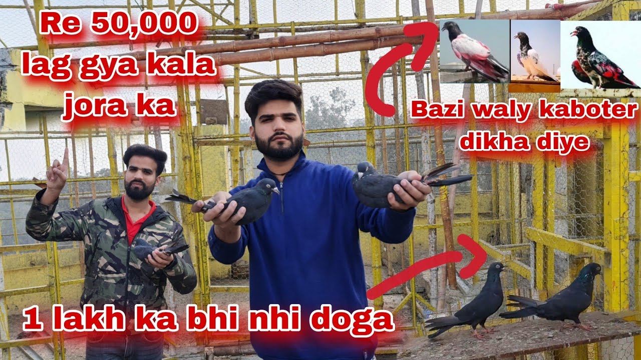Kala Jin jora ka Re 50,000 lag gya 😊 or bazi waly kabotero ka shoq bhi ...