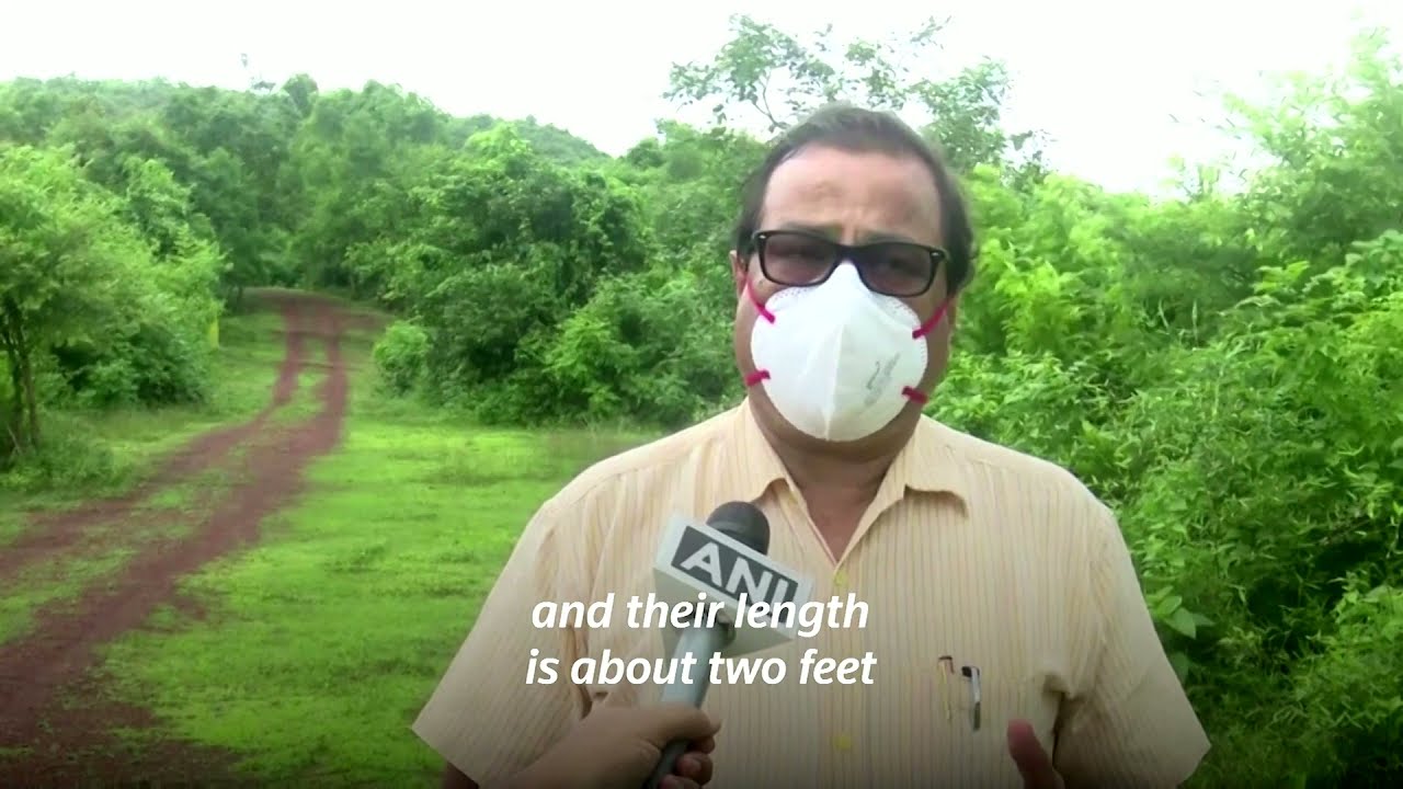 Indian wildlife officials release 27 python hatchlings - YouTube