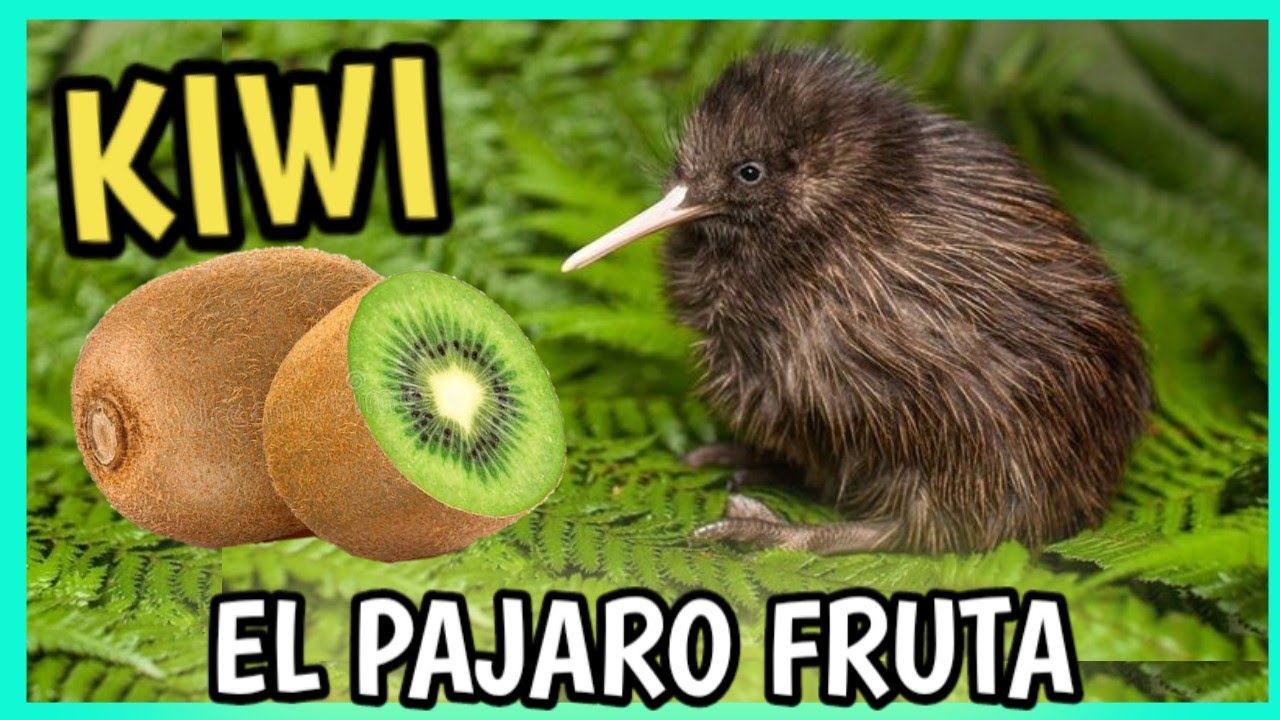 KIWI AVE más EXTRAÑA y SIMPATICA ️🥝🐦| Documental, Te robara el ️ - YouTube