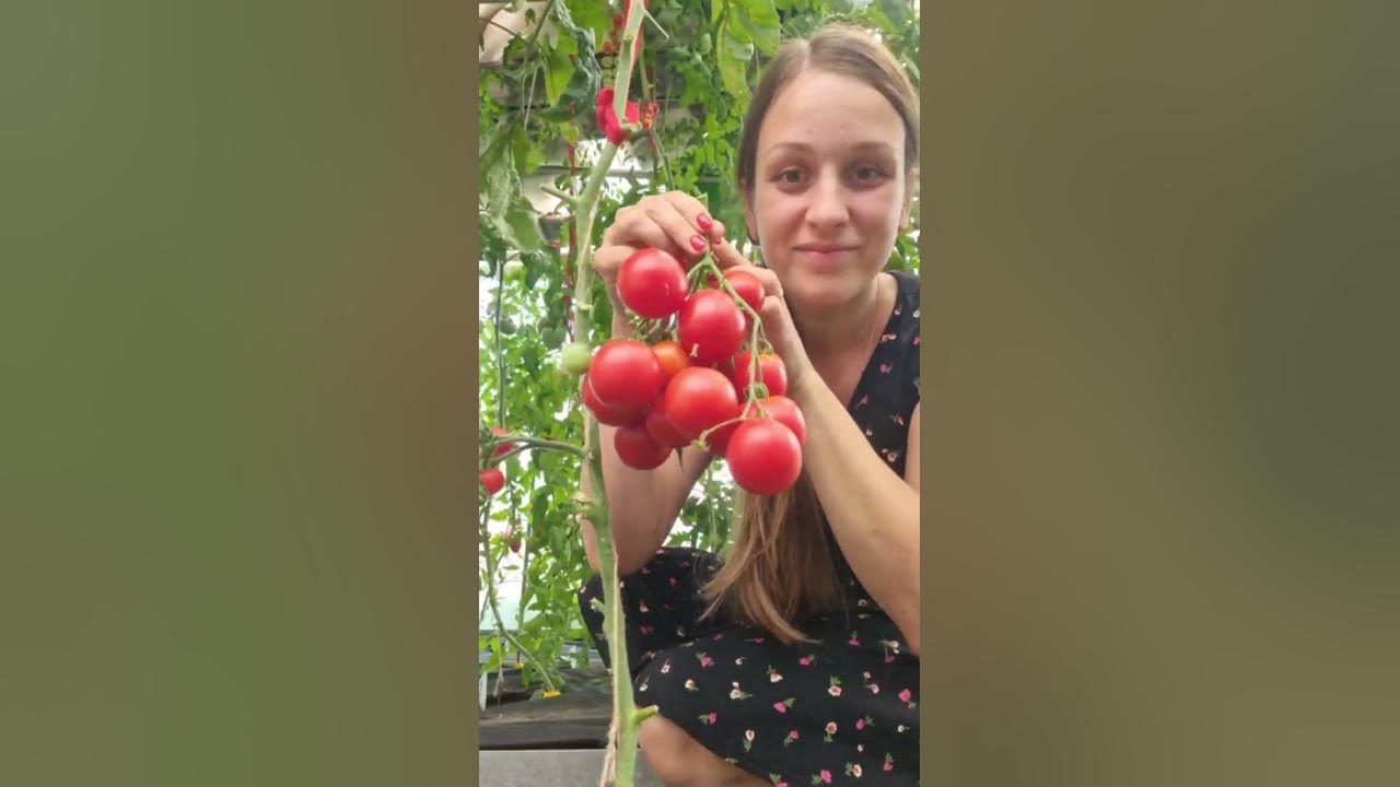 Томат Дружные ребята🍅 - YouTube