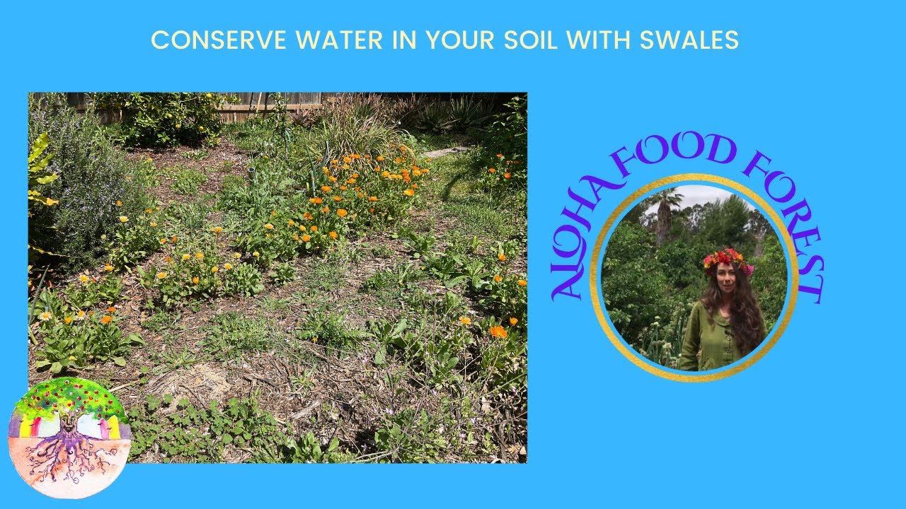 Four types of swales that help us direct and conserve water - YouTube