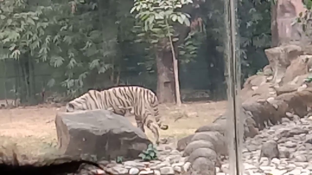 Bagh, Tiger, - YouTube