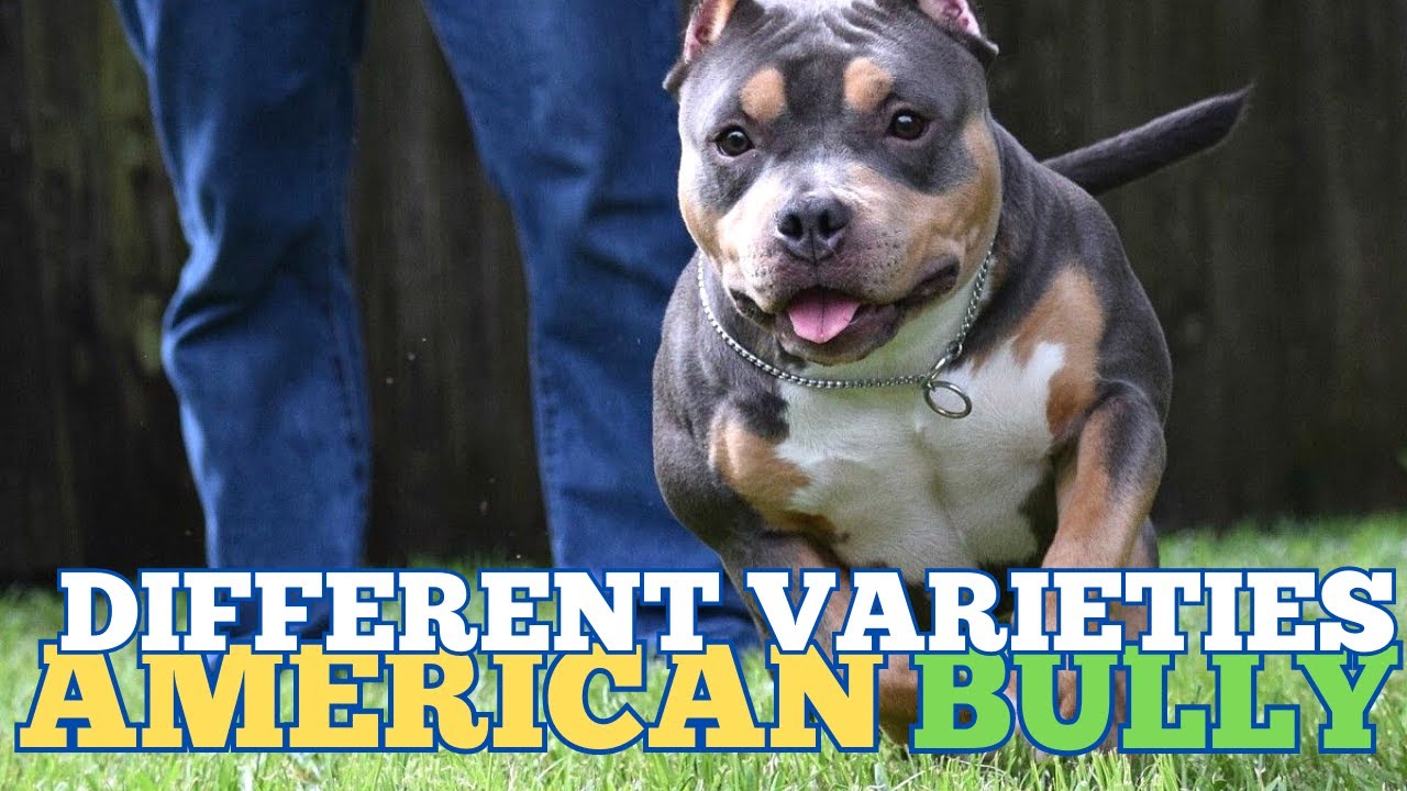 Understanding the Different Varieties of the American Bully - YouTube