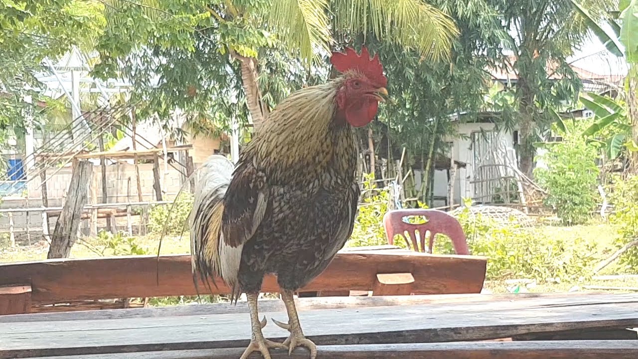 Cock Crow / Mekong Media - YouTube