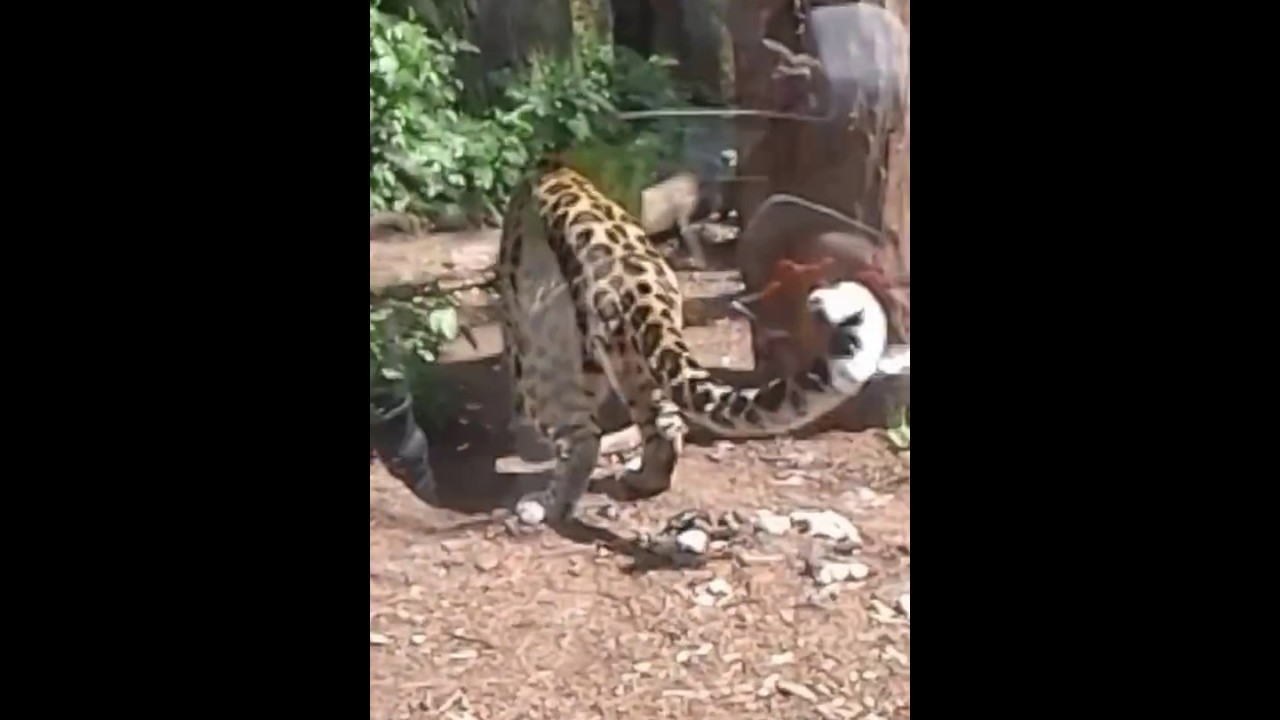 (May disturb some users) leopard pooping! - YouTube