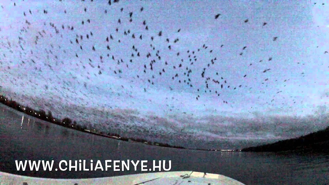 Duna Delta madár világ, Danube Delta ornithology, - YouTube