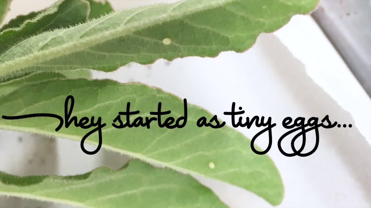 Monarch Caterpillar Growth Stages - YouTube