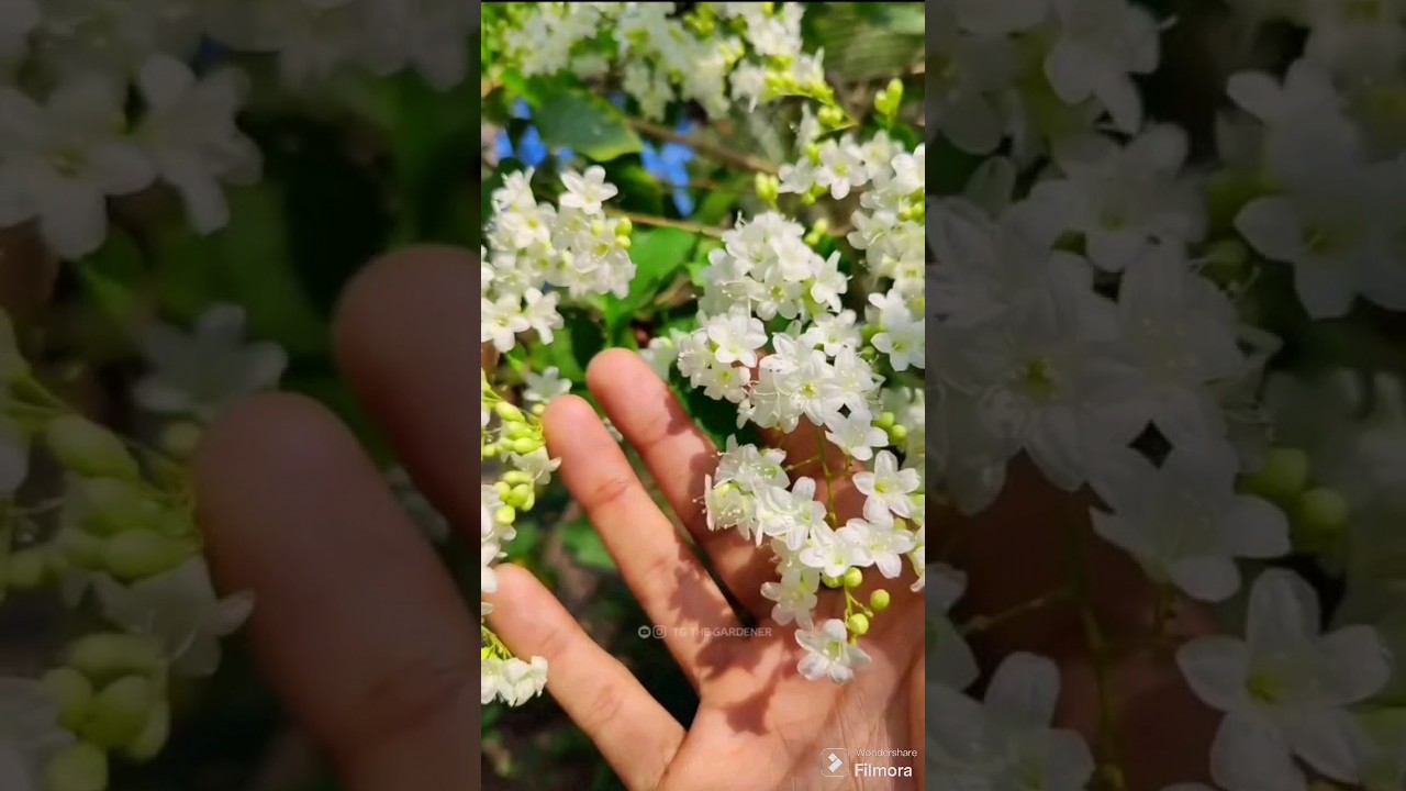 മണിമുല്ല 🌸🍃പൂത്തത് കണ്ടാൽ പിന്നെ കണ്ണെടുക്കാൻ തോന്നുല 🤍😍...#manimulla # ...