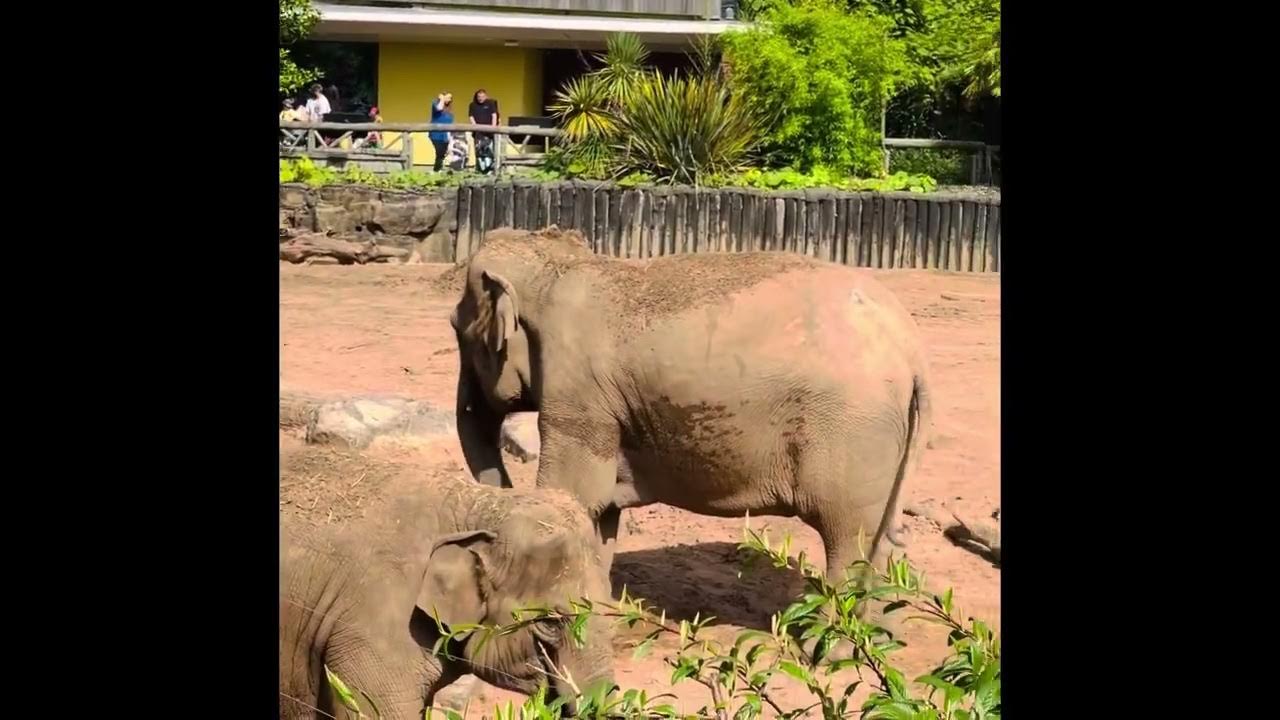 Elephants at Chester zoo - YouTube