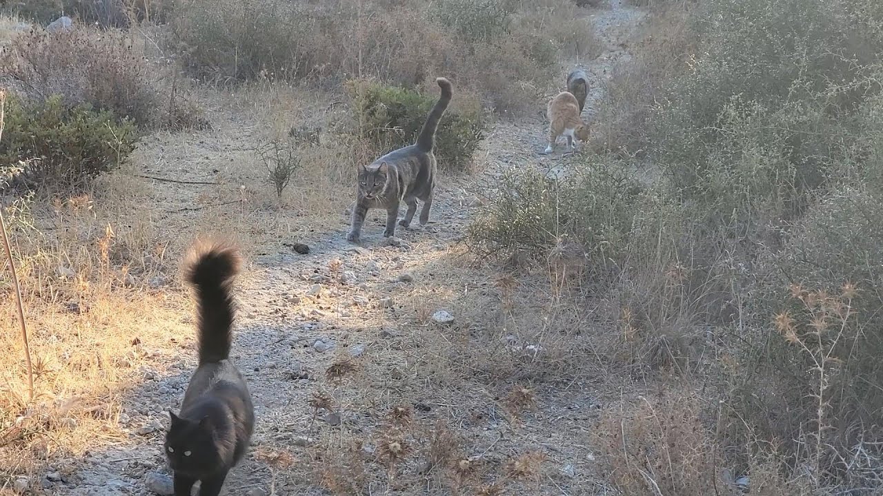The Sunday ramblers are back Pt1😍 - YouTube