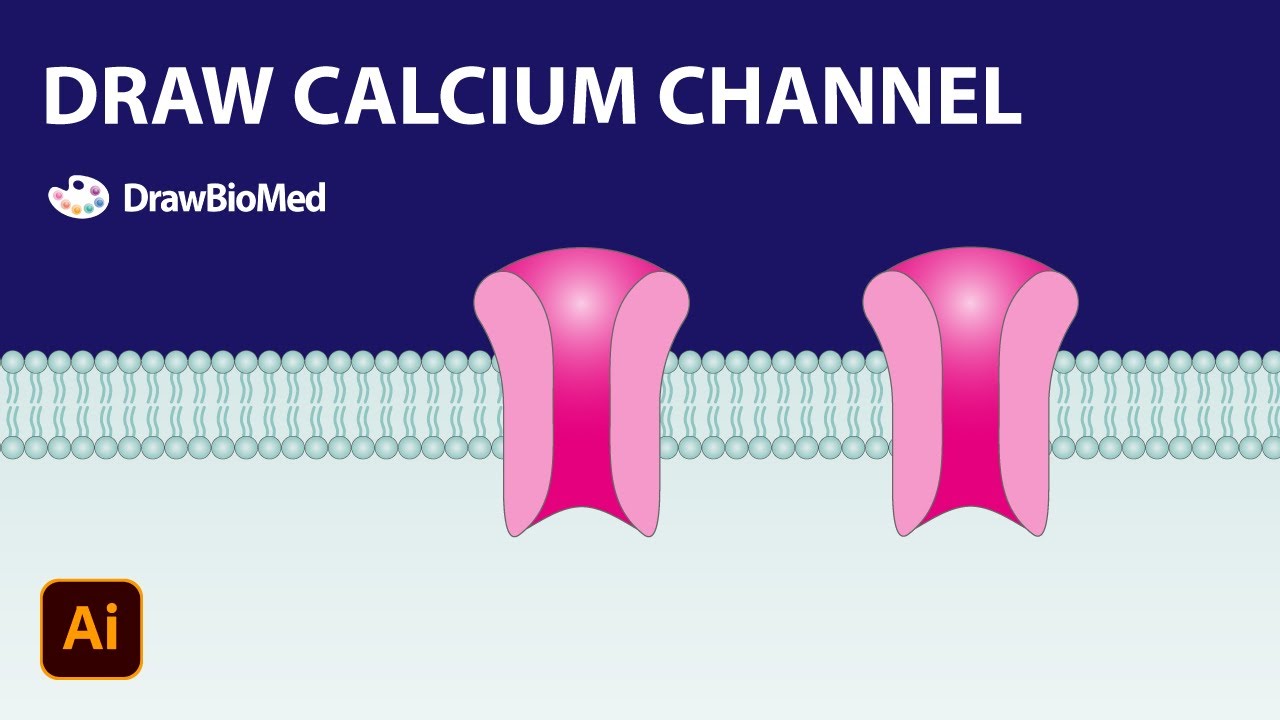 Draw Calcium Channel in Adobe Illustrator | Graphical abstract ...