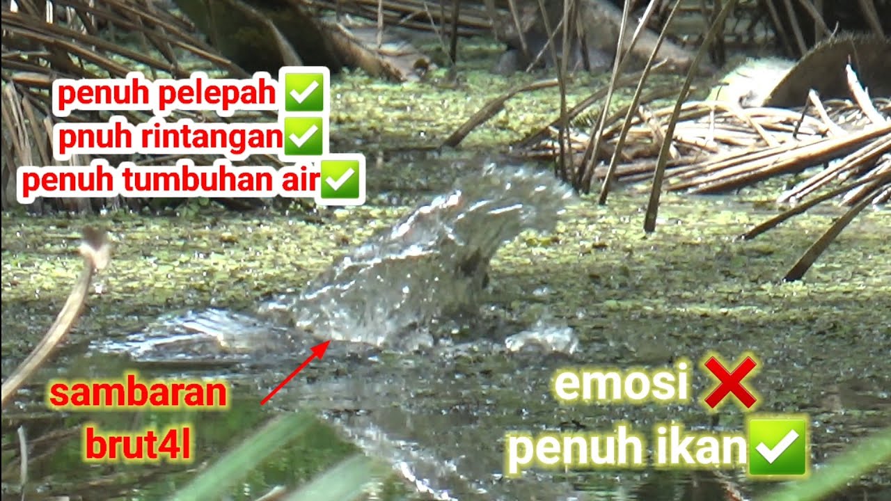 Parit di penuhi pelepah seperti tak berpenghuni tapi ‼️TERYATA 😱 ...
