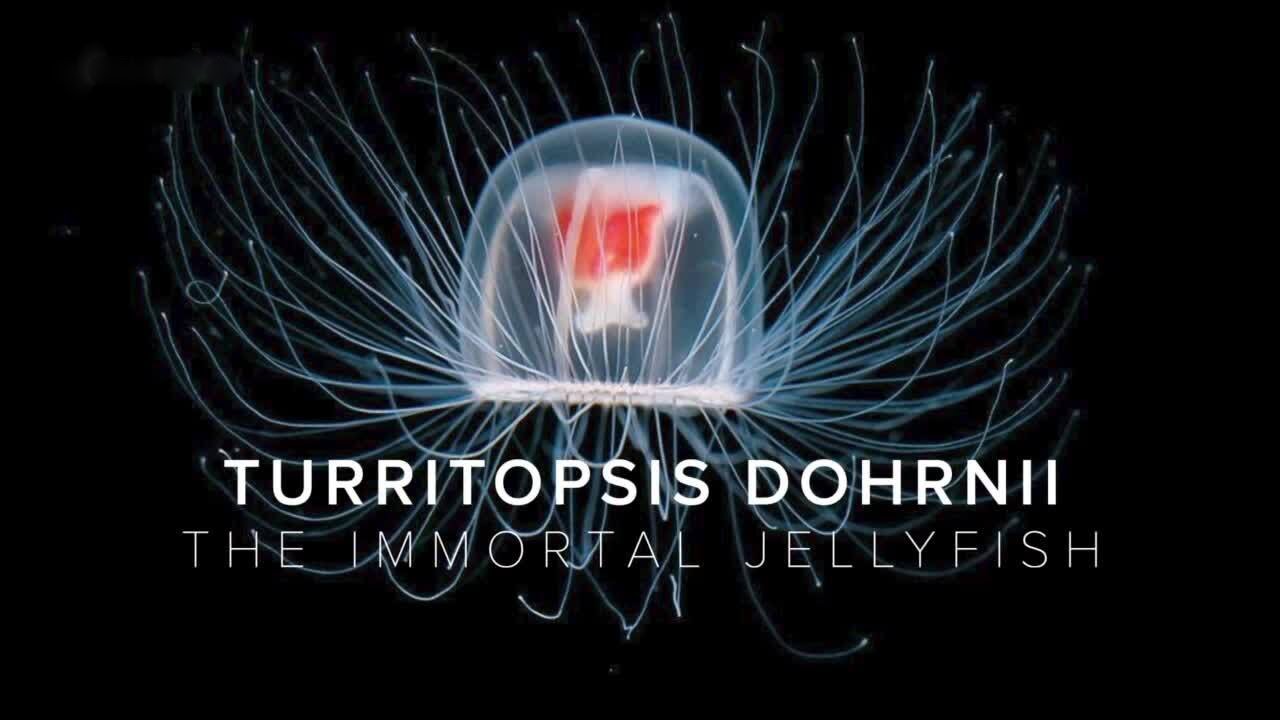 New Discovery Speech - The Immortal Jellyfish (Torritopsis Dohrnii ...