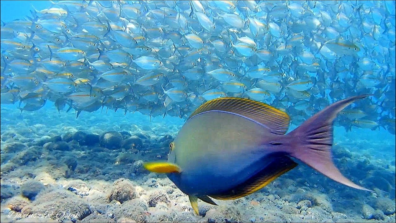 Diving in bali, Plongée à Bali , Buceo Bali nurkowanie, Tulamben ...