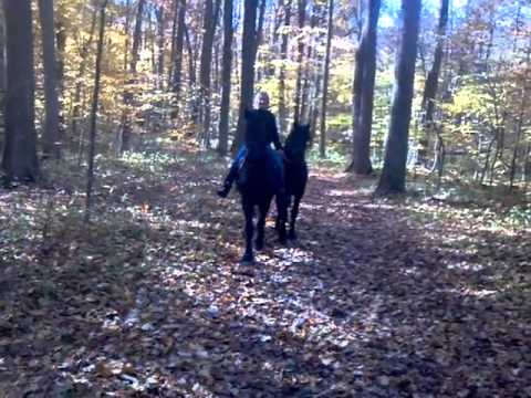 Two beautiful friesian horses trail riding - YouTube