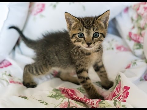 kittens first day home, the cutest kitten ever - YouTube