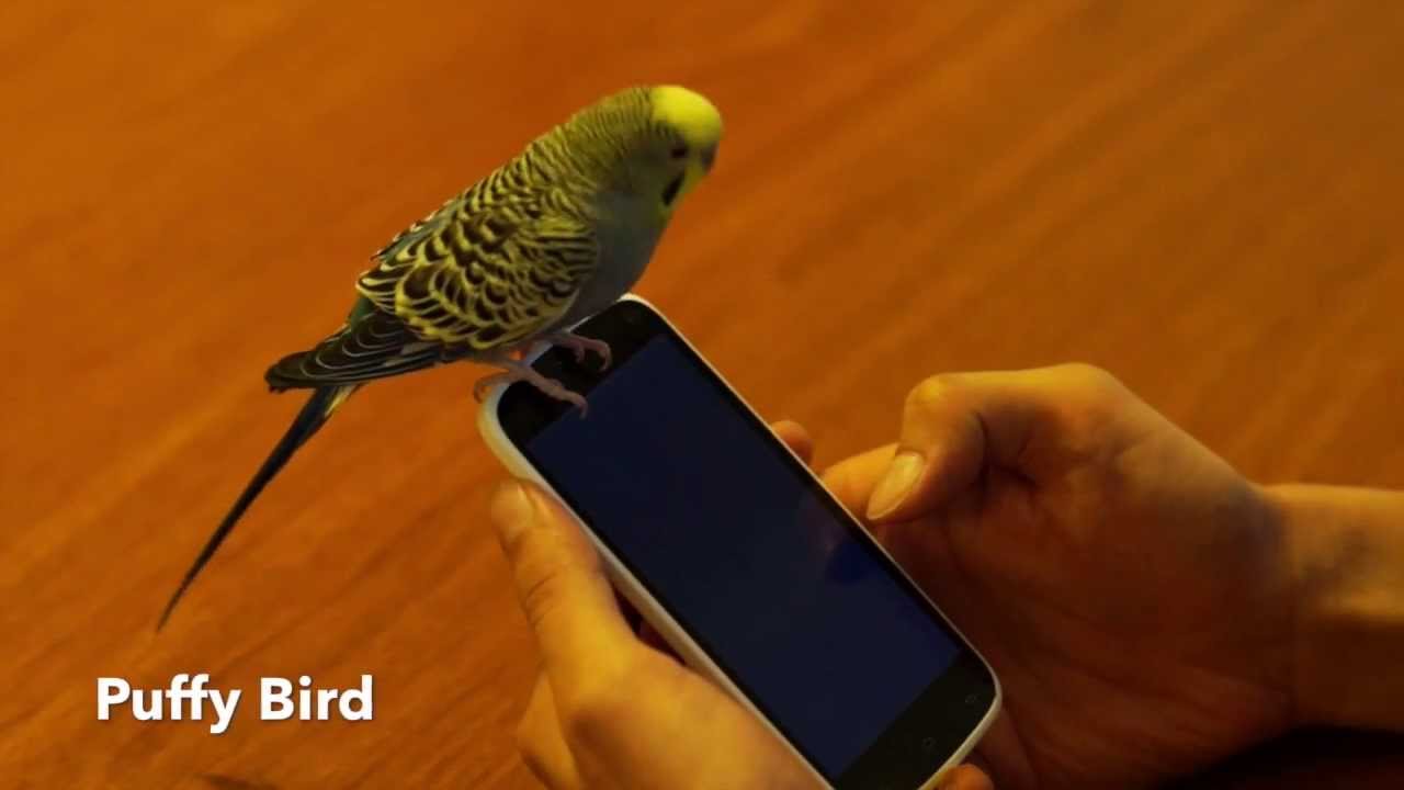 Puffy Bird Official Trailer - YouTube