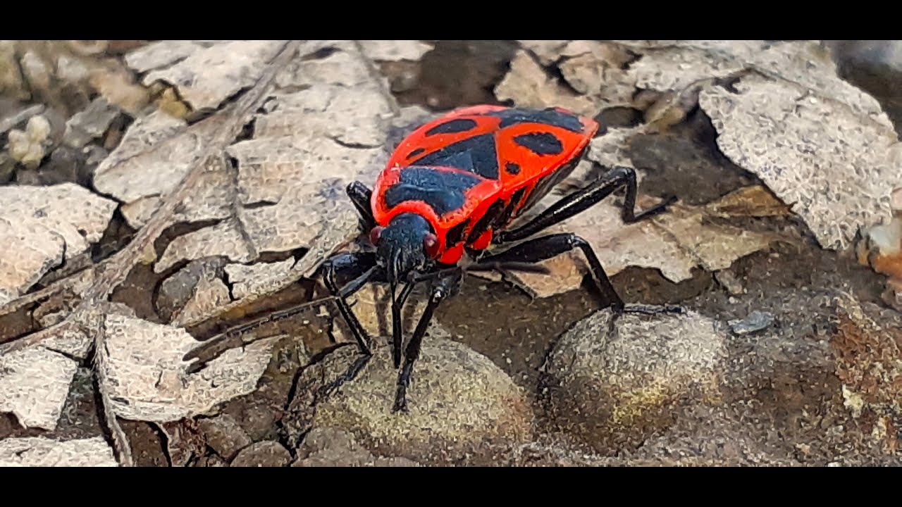 Pyrrhocoris Apterus - Firebug (Part 3) - cannibalistic behaviour and more - YouTube