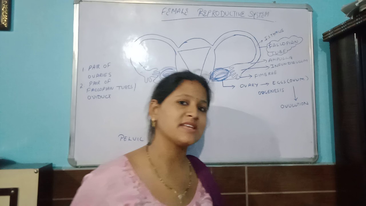 FEMALE REPRODUCTIVE SYSTEM - YouTube