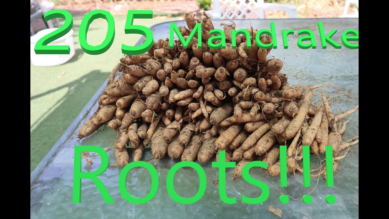 I Dug 205 Mandrake Roots!!! Real Mandragora officinarum Roots Grown ...