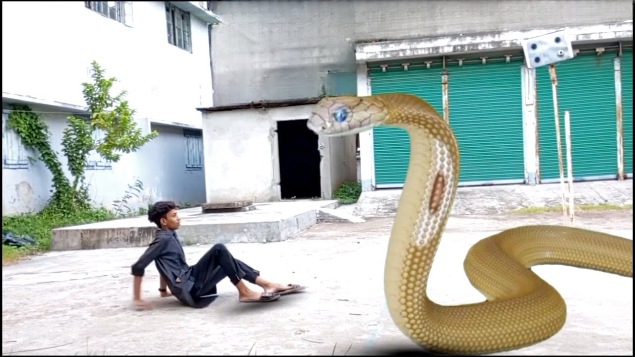 Big Anaconda Snake Attack in Real Life HD Video Part 12 || snake video ...