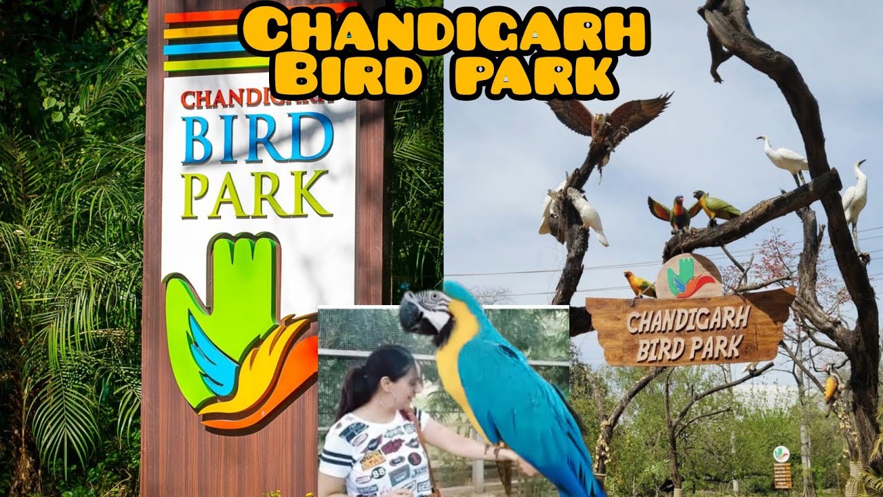 Chandigarh bird park 🦜 ||famous place in Chandigarh ...