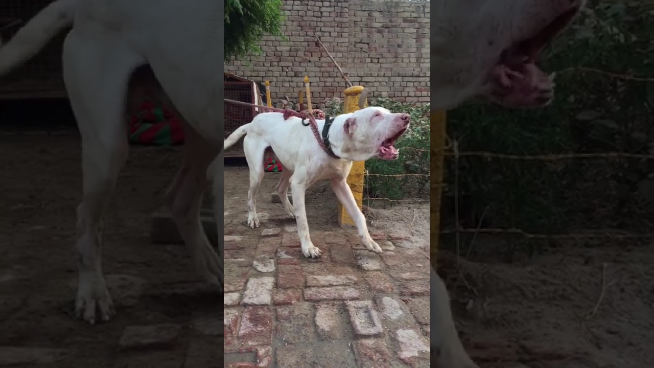 Bully kutta angry mood (ਝੋਟਾ) - YouTube