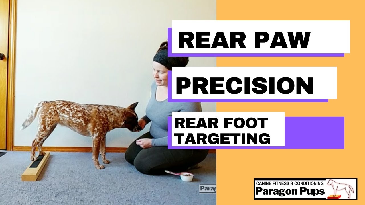 Rear Paw Precision: Rear Foot Target - YouTube