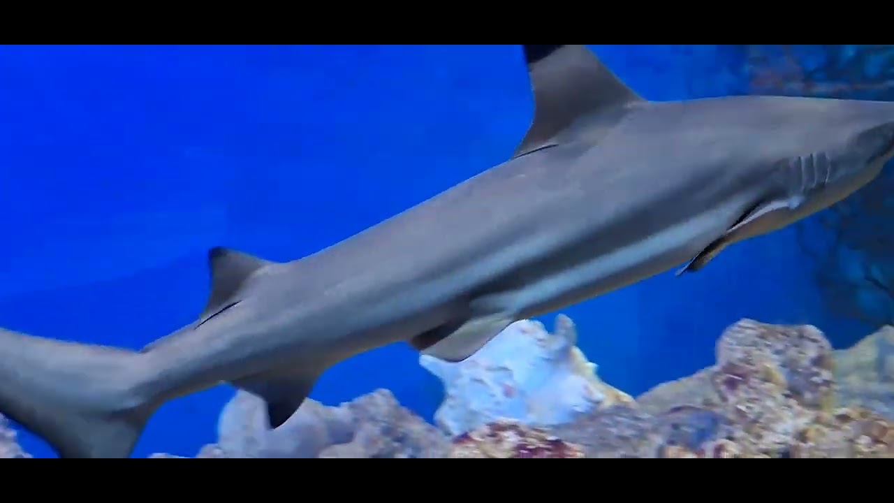 Rekina Oceanrium Rewal 🇵🇱 MorzeBaltyckie#Rewal#podroze#wakacje - YouTube