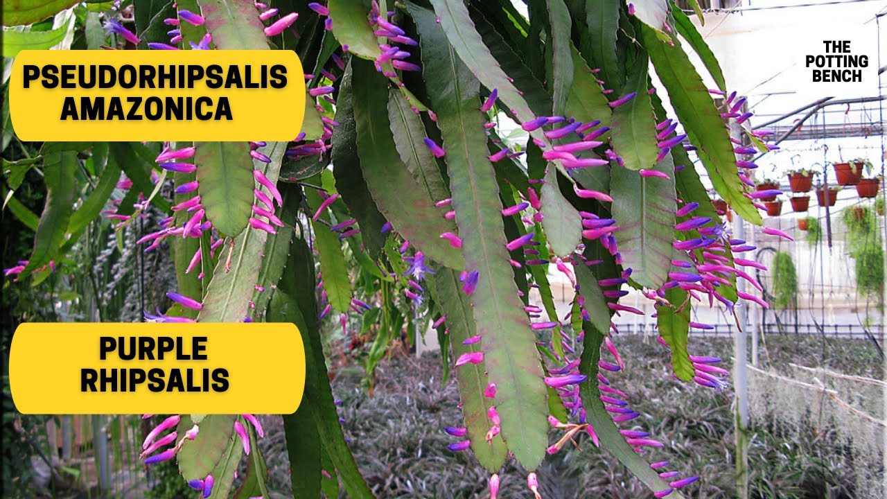 Pseudorhipsalis amazonica | Wittia amazonica | Disocactus amazonicus ...