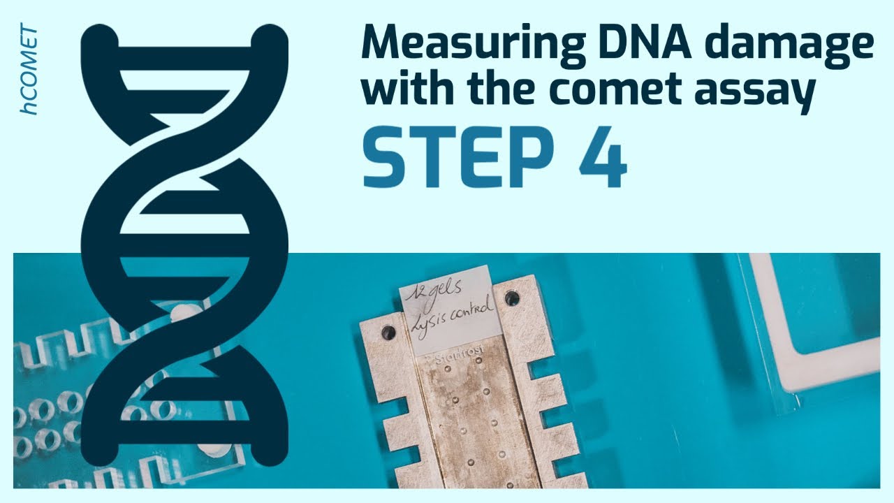Step 4: Comet visualisation & analysis // Measuring DNA damage using ...