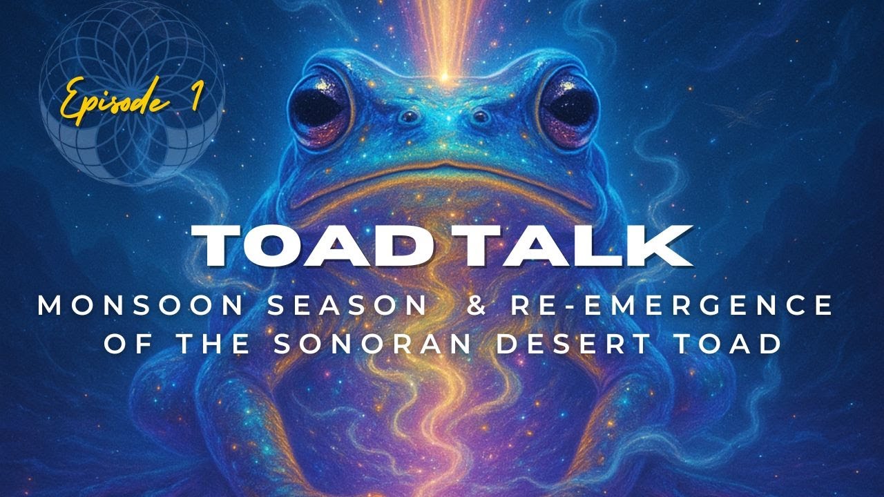 Toad Talk: Monsoon Season & The Emergence of the Sonoran Desert Toad ...