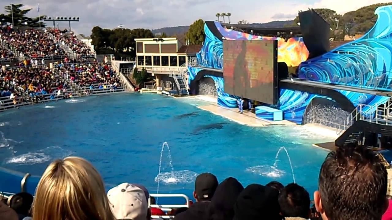 Shamu show part 1 - YouTube