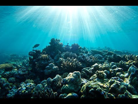 TRUE NORTH TV: Coral Atoll Cruise (Australian Coast Cruises) - YouTube