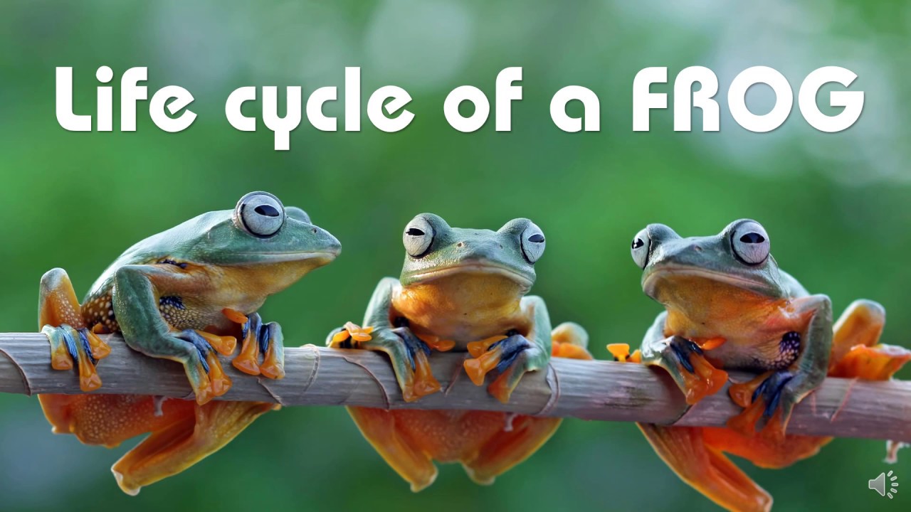 Tale of a tadpole Shin - YouTube