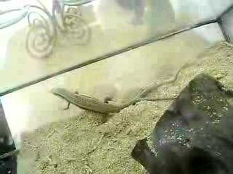 MENGKARUNG EKOR BERCABANG - YouTube