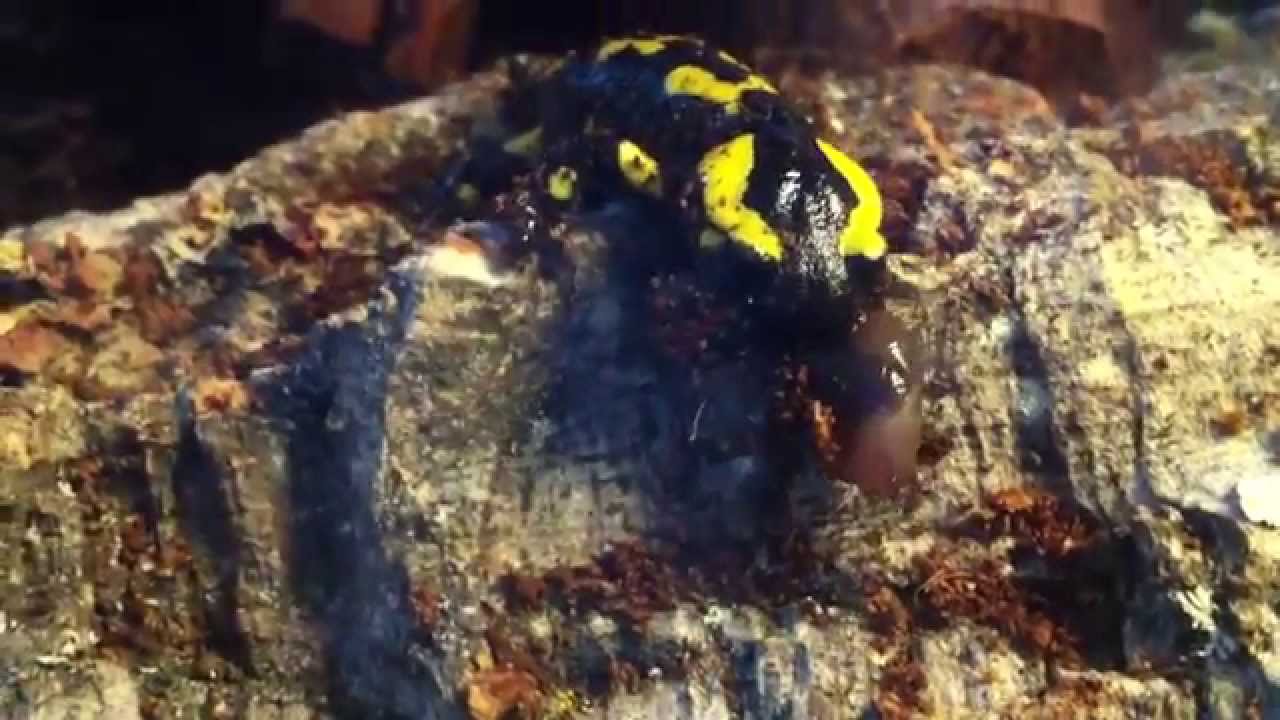 Fire Salamander Eats Slug - YouTube