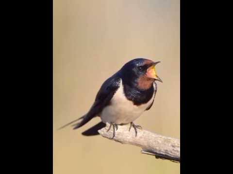 Barn swallow bird singing a beautiful song #barnswallow #birdsounds #birdvoice #birdslover #birdsong