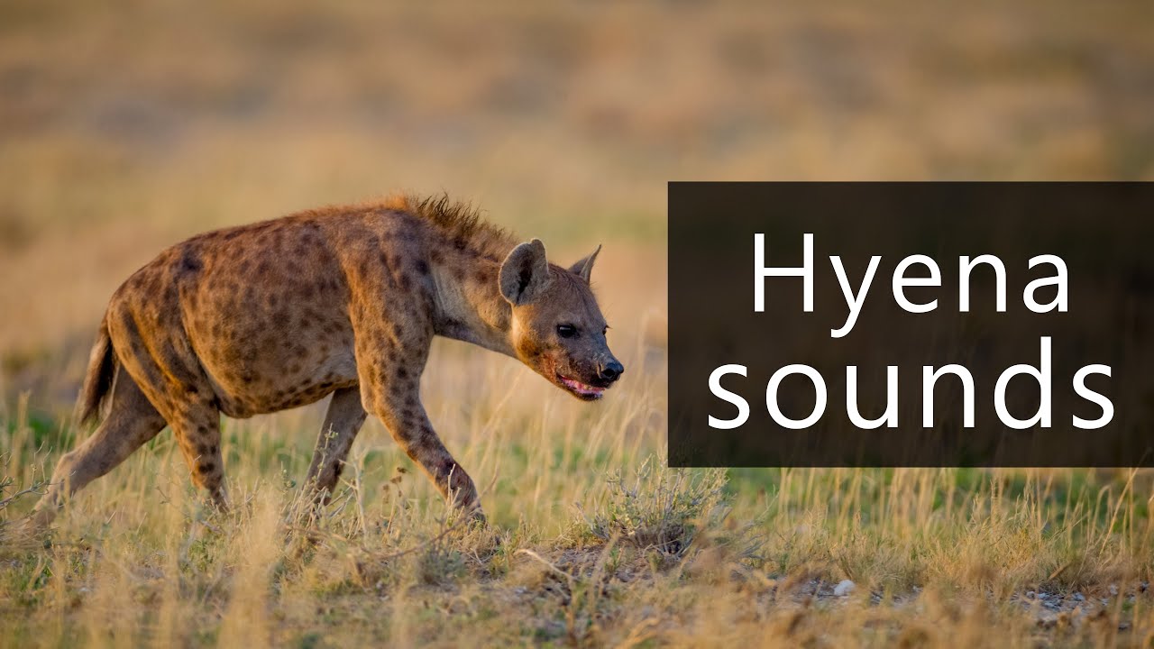 Hyena sounds! - YouTube