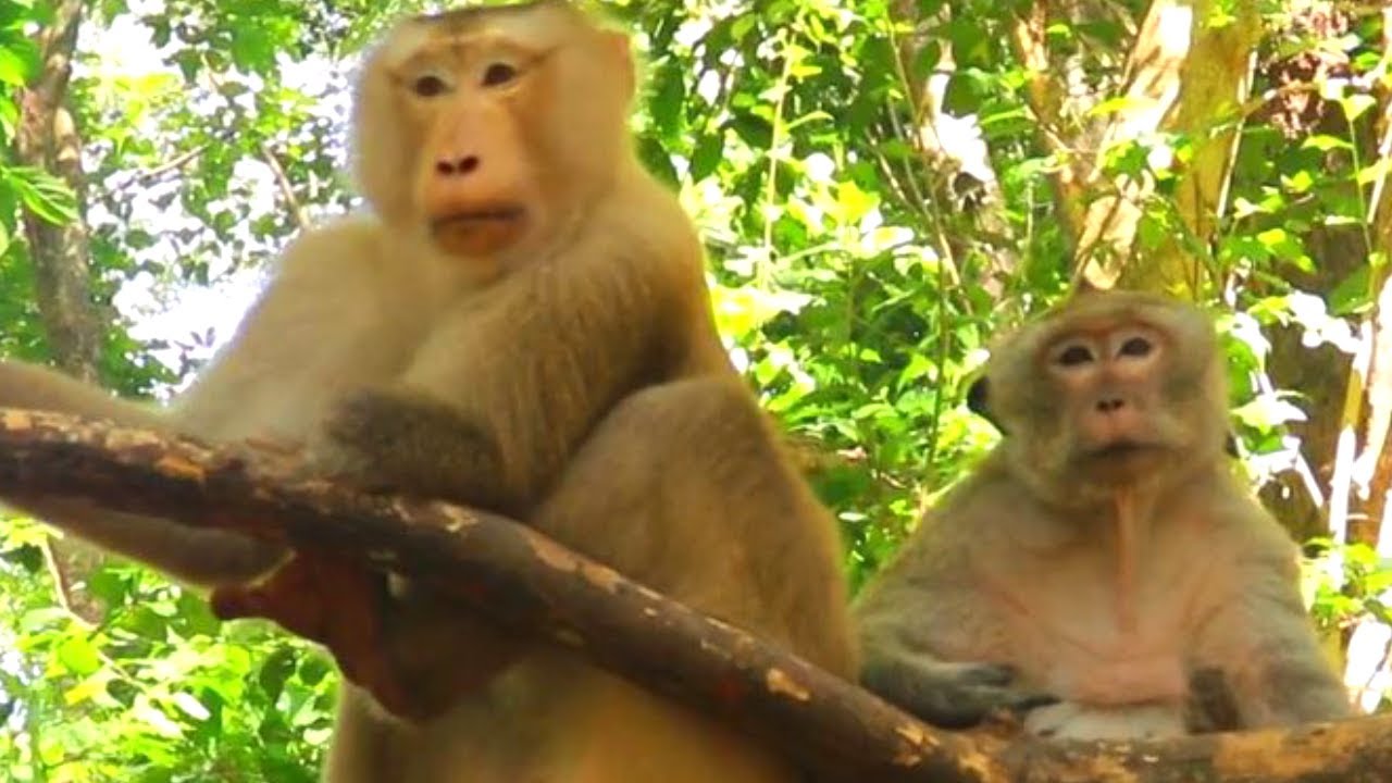 Handsome Phongo With Elderly Male | Monkey Tube - YouTube