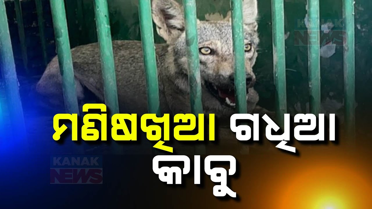 Uttar Pradesh: Man-Eater Wolf Gets Captured, Over 35 Villages In Terror ...