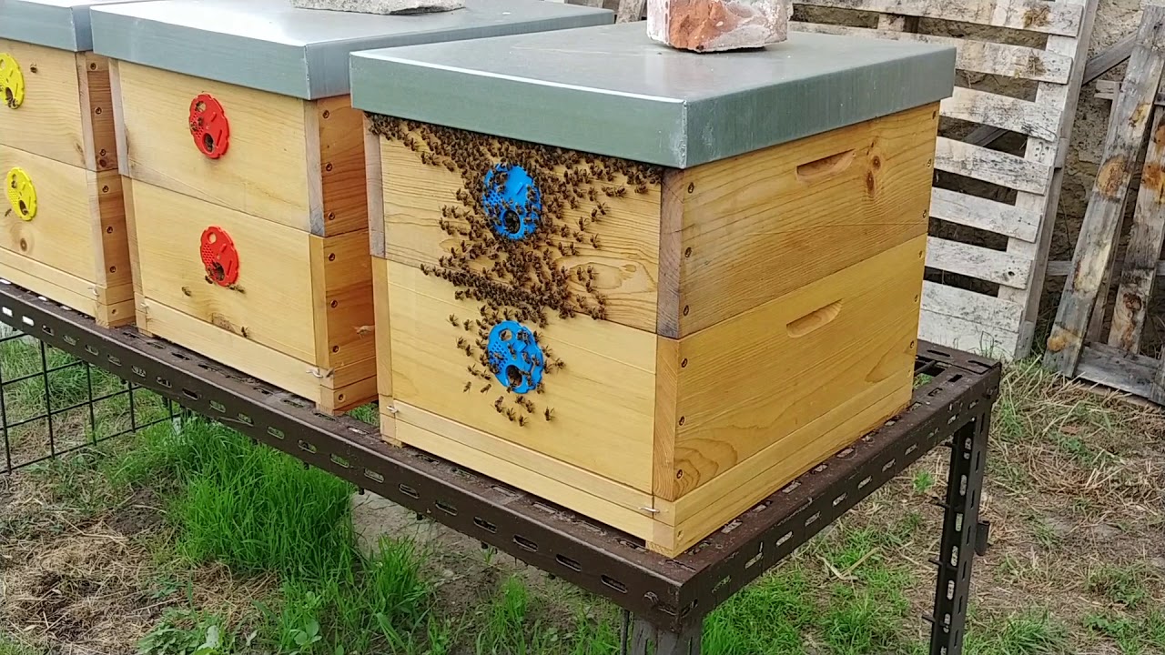 Vcely 18.7.2018 - YouTube