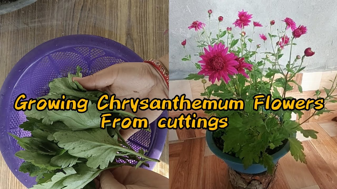 How To Grow Godavari Flower / Chrysanthemum crassum Flower from Cutting ...