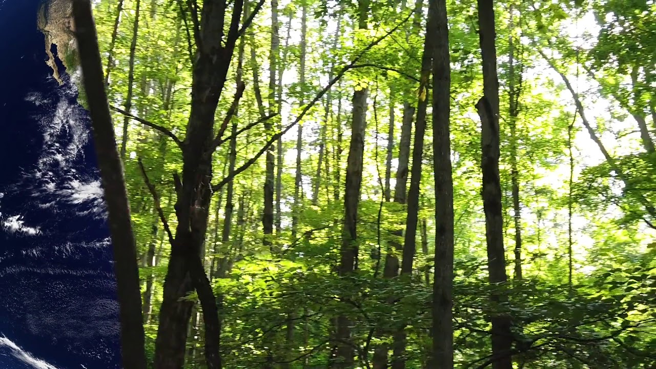 Forest mp4 - YouTube