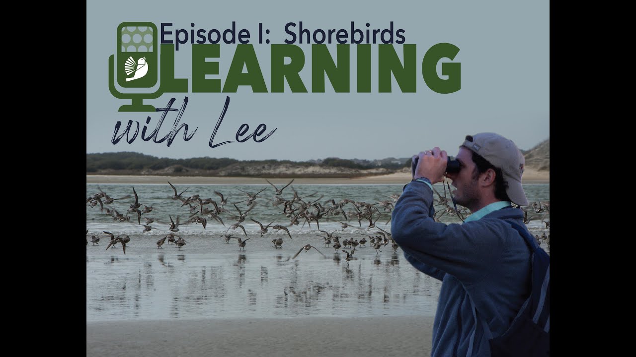 LEARNING WITH LEE - Episode I: Shorebirds - YouTube
