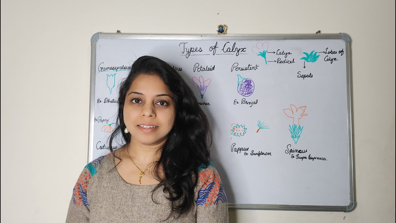 calyx | typesofCalyx | flowers | perianth | gamosepalous | polysepalous ...