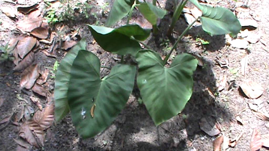 Yam Plant - YouTube