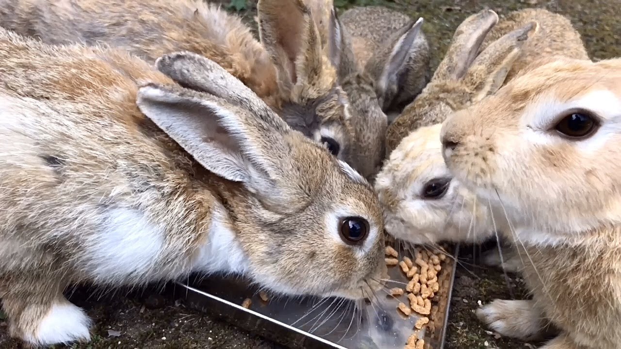 [Cute] The very healthy wild rabbits of Rabbit Island [Japan] - YouTube