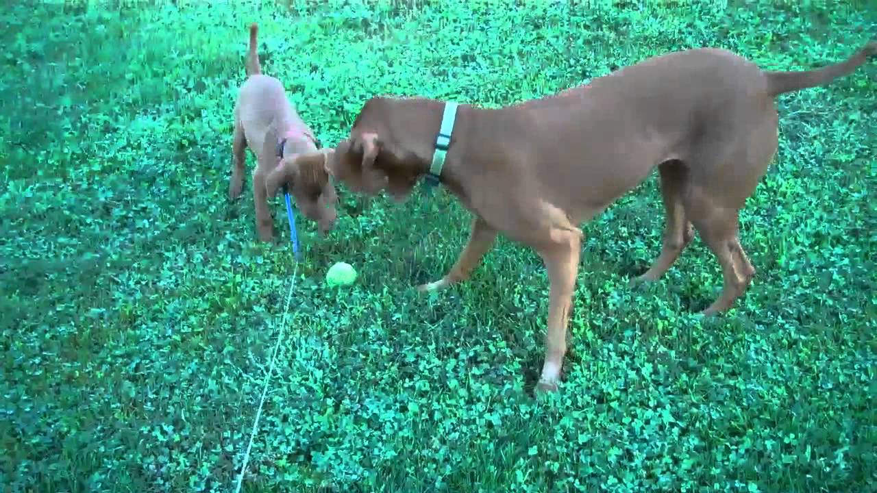Baby Vizsla playing crazy dog with Big Vizsla - YouTube